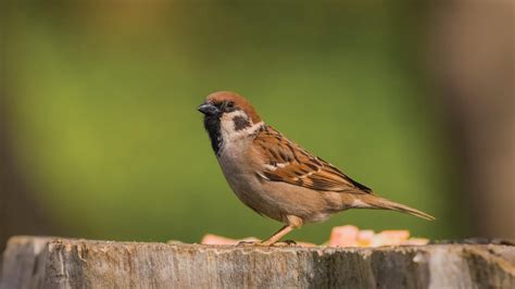 Картинки воробей 40 фото