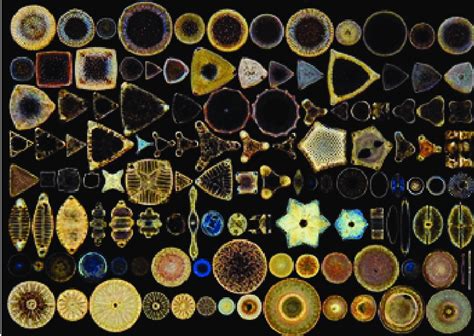 Different Shapes Of Diatoms Download Scientific Diagram