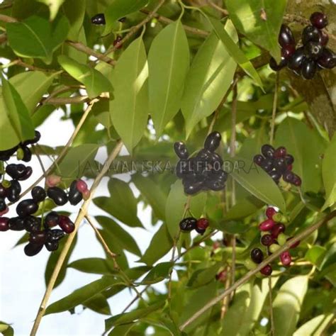 Syzygium Cumini Javaniska Elflora Plant Hobby And Exporter