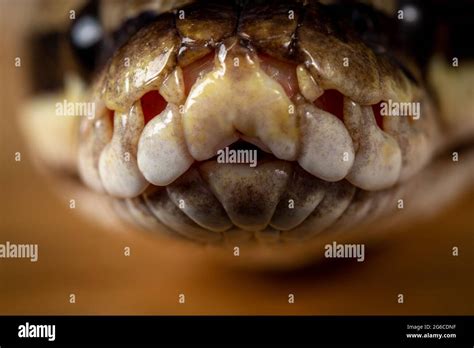 Royal Python Python Regius Studio Photography Stock Photo Alamy