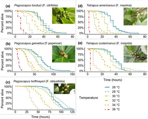 The Lifespan Of Fig Wasp Pollinators Of Five Common Panamanian Fig Tree