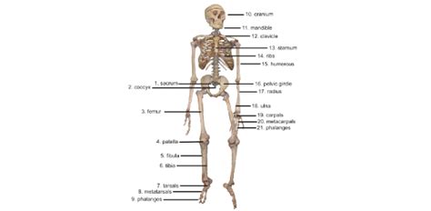Skeletal System Questions Quiz Attempts Trivia Questions