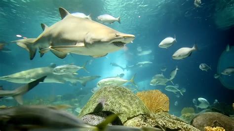 Summer Of Sharks Behind The Scenes Tour At Odysea Aquarium Youtube