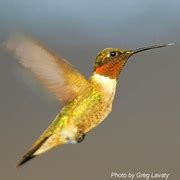 Ruby Throated Hummingbird