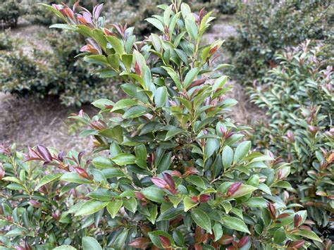 今日のヒサカキ本榊