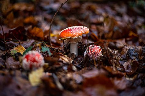 Signals In Angular Overview And Current State Of By Simon Sharp Medium