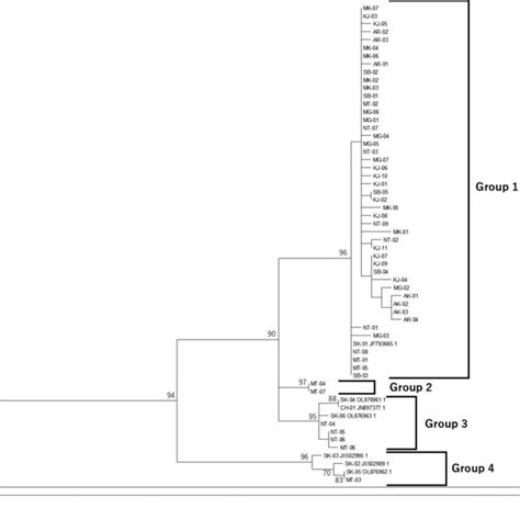 maximum likelihood tree of concatenated coi sequences only bootstrap