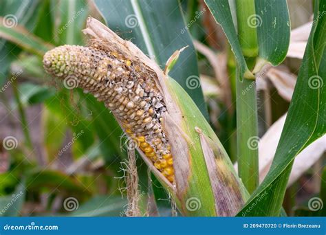 Moldy Corn Cob On The Field Diseased And Deformed Corn Cob Royalty