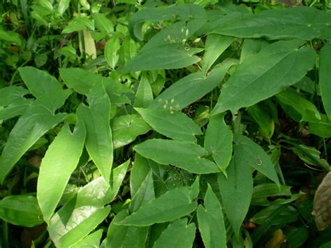 三枝九叶 芦芽山 效果好 第8页 大山谷图库