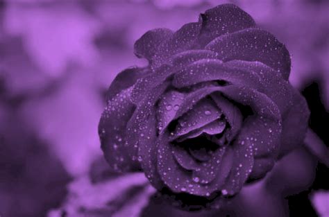 Python Giving Grayscale Image Color Stack Overflow