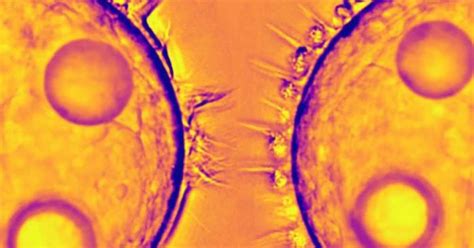 How Cilia Enable Marine Creatures To Swim Environment Coastal And Offshore