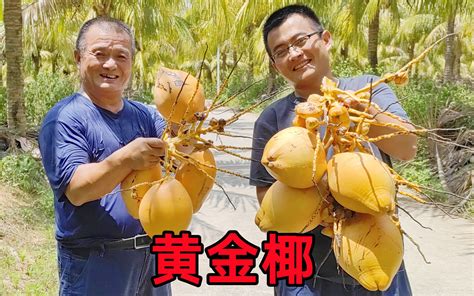 一望无际的黄金椰子老爸阿胖山第一次见很兴奋买30个尝尝鲜 思乡渔夫 思乡渔夫 哔哩哔哩视频