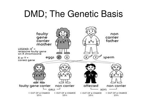 Ppt Duchenne Muscular Dystrophy Powerpoint Presentation Free