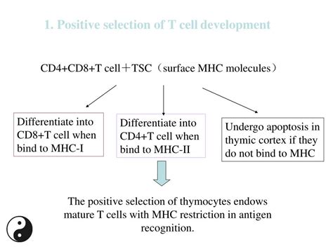 Ppt 1 Surface Markers On T Lymphocytes And Their Function 2 Subsets Of T Lymphocytes 3