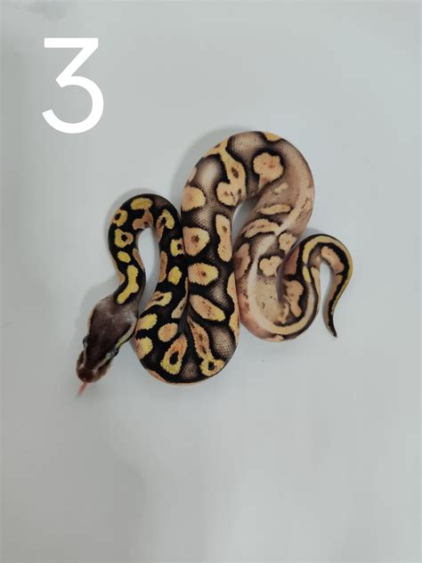 Help Identify Some Of My Hatchlings Pleasethank You Ball Pythons MorphMarket Reptile Community