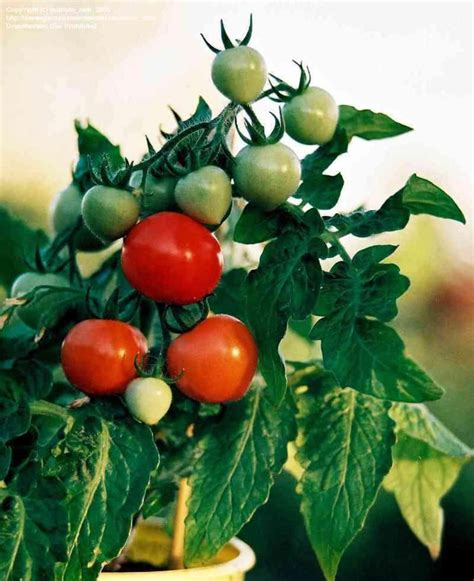 Micro Tom Worlds Smallest Tomato 30 Fresh Seeds For The Etsy