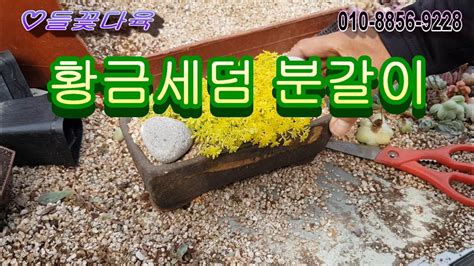 황금세덤 분갈이 Youtube
