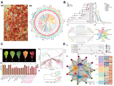 New Phytologist 北京农学院 北京林业大学合作团队解析槲树染色体水平基因组，揭示其叶色转变的调控机制 知乎