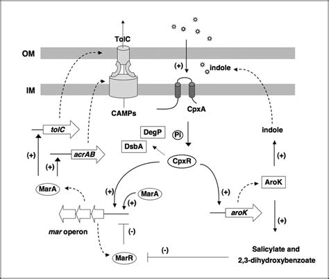 A Proposed Role For Cpxr Dependent Regulation In E Coli Resistance To