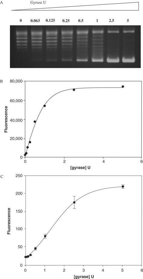 Dna Gyrase Supercoiling Assay Using Fluorescence And Gel Based Assays