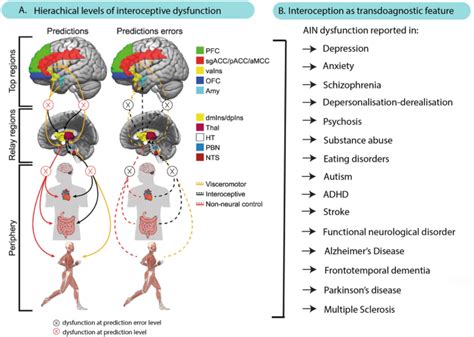 Interoception In Health And Disease Theoretical And Methodological