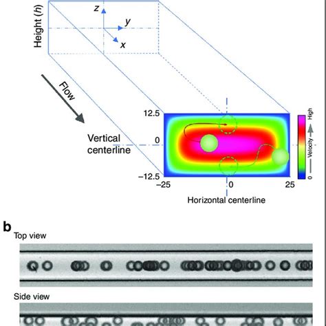 Inertial Migration Of Particles In The Rectangular Cross Section Of A Download Scientific