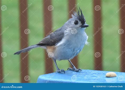 Tuffed Titmouse Stock Image Image Of Looks Birdphotography 152938163