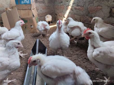 Farmvest 4 Weeks Old Broilers Per One Farmvest Products