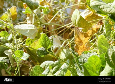 Spider Mite Tetranychus Urticae Infested Climbing Green Beans Close