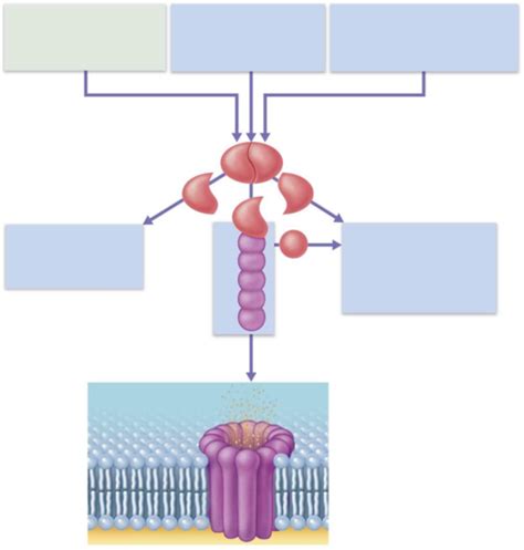Immune System Lecture Flashcards Quizlet
