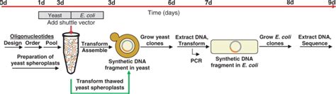 Synthesis Of Dna Fragments In Yeast By One Step Assembly Of Overlapping Oligonucleotides Pmc