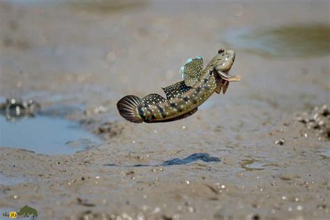 گِل‌خورک یا لنگوچ؛ عجیب‌ترین ماهی دنیا که روی درخت زندگی می‌کند و در