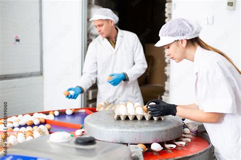 Fresh Egg Grading And Sorting Machine Grade Egg By Weight And Size