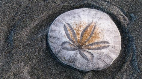 What To Do With Sand Dollars From The Beach