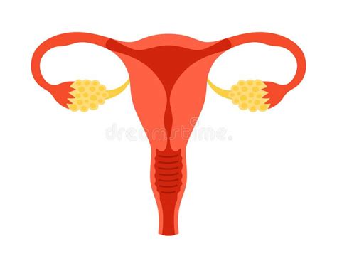 Female Reproductive System Cartoon Stylized Vector Illustration