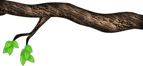 Tree Limb PNG Transparent Tree Limb PNG Images PlusPNG