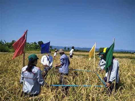 ထီးချိုင့်မြို့နယ်တွင် ကိုဗစ် ၁၉ စီးပွားရေးကုစားမှု Cerp အစီအစဉ်ဖြင့် စိုက်ပျိုးထားသော ဧရာမင