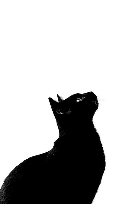 Pin On She Is My Love She Is My Dark She Is My Cat Black Cat Tattoos