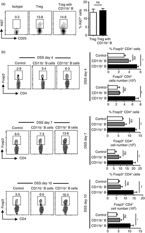 Peyers Patches‐derived Cd11b B Cells Recruit Regulatory T Cells