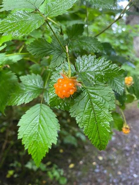 Native Plant Spotlight Salmonberry Flora For Fauna