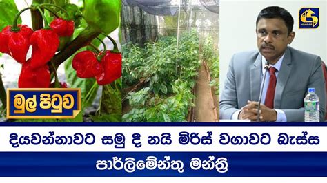 දියවන්නාවට සමු දී නයි මිරිස් වගාවට බැස්ස පාර්ලිමේන්තු මන්ත්‍රි Youtube