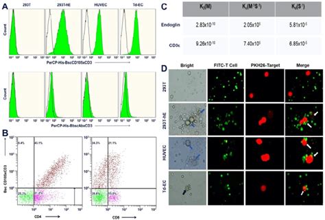 Purified Hend Cd3bite Targets Endoglin Cells And Cd3 T Lymphocytes