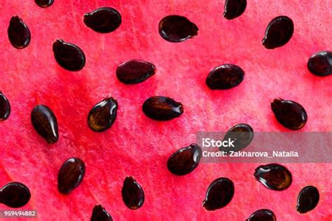 수 박 배경입니다 검정 씨 수 박 과일의 빨간색 텍스처 닫습니다 수박에 대한 스톡 사진 및 기타 이미지 수박 씨앗 분홍 Istock