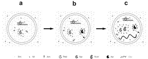 Protocells At The Interface Of Life And Non Life Pmc