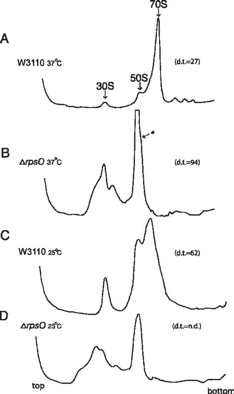 Sucrose Gradient Sedimentation Analysis Of Polysomes Profiles Sucrose Download Scientific