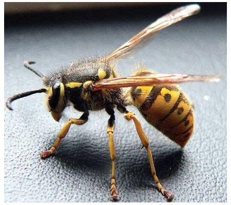What Is The Difference Between A Wasp And A Hornet How It Works