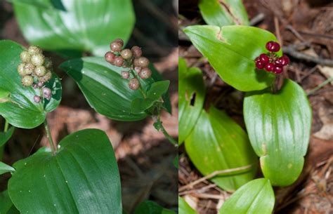 Maianthemum Canadense Alchetron The Free Social Encyclopedia