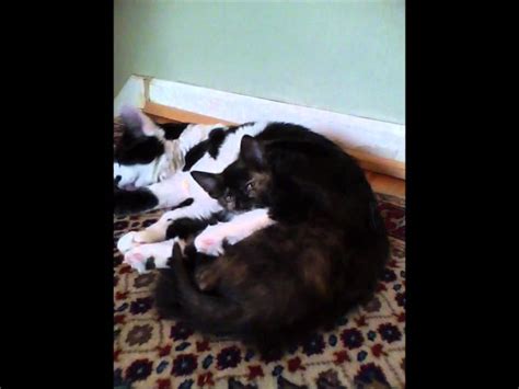 Fluffernutter Cleans A Foster Kitten Youtube