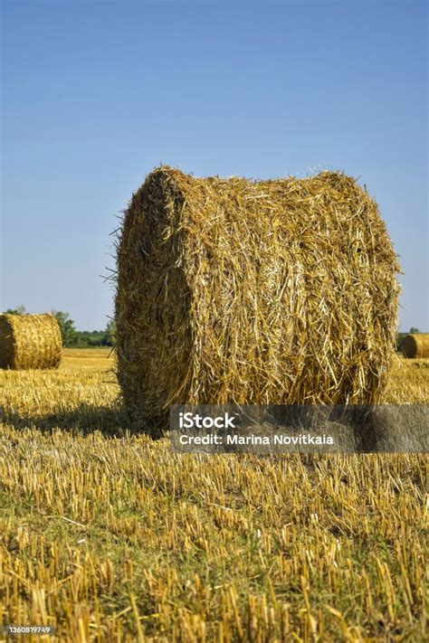 여름에 짚의 큰 둥근 베일수확 필드 푸른 하늘이 있는 농지 수확한 밀에서 수염을 베고 있습니다 세로 사진 공간을 복사합니다