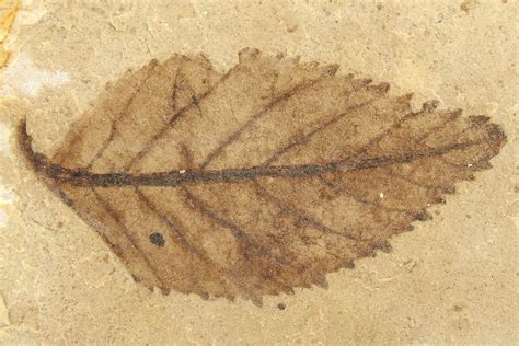 11 Fossil Plant Alnus Leaf Mcabee Bc 276371 For Sale
